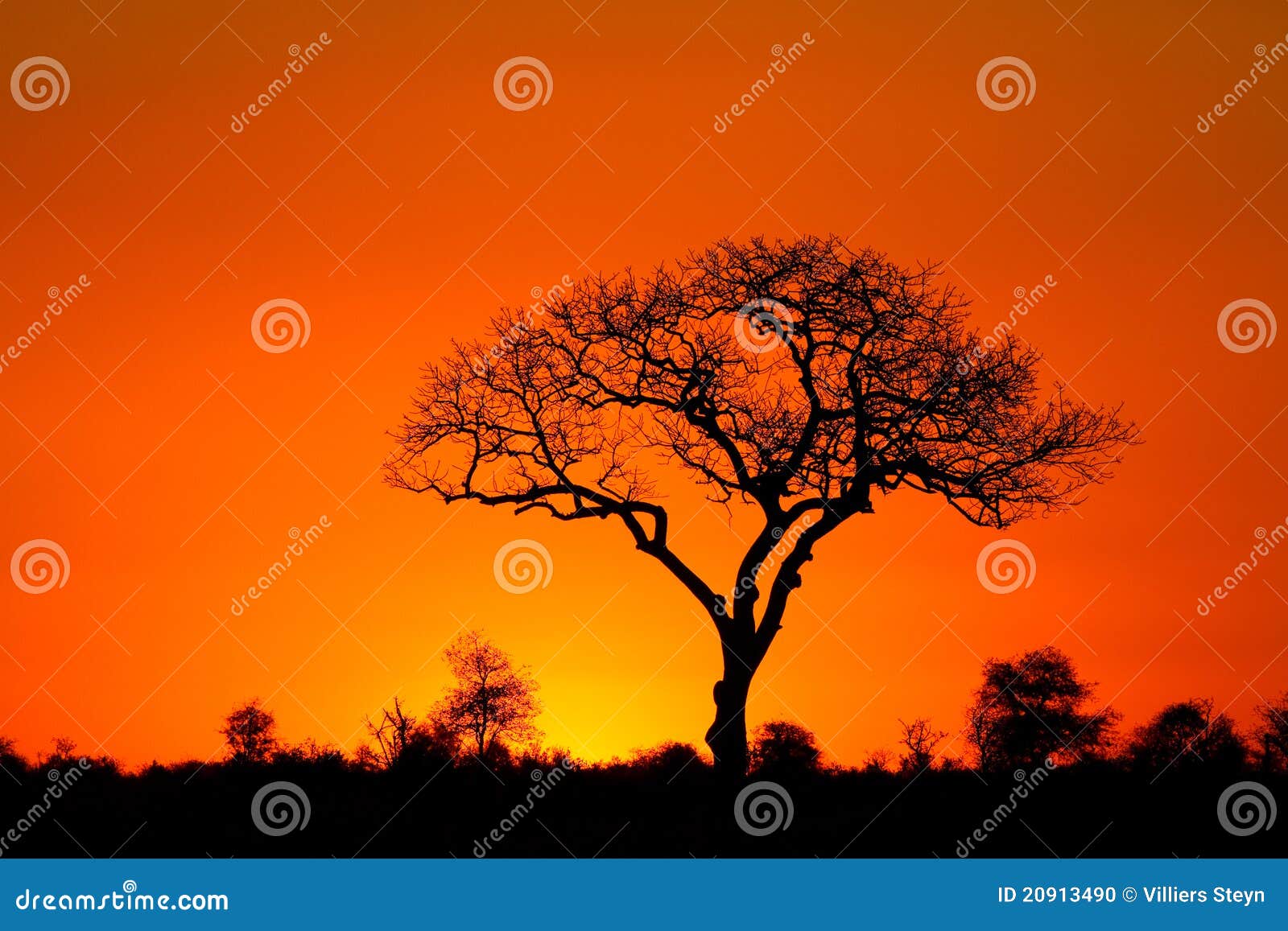 Marula tree sunset stock photo. Image of afternoon, orange - 20913490