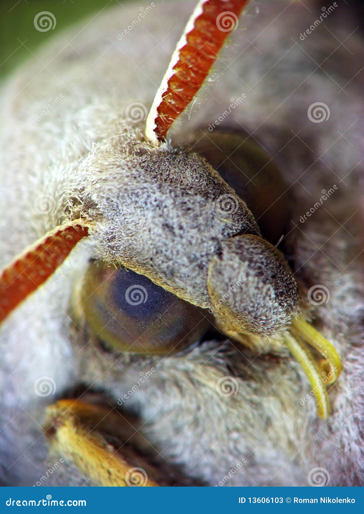 Marumba Quercus stock image. Image of wallpaper, sphingidae - 13606103