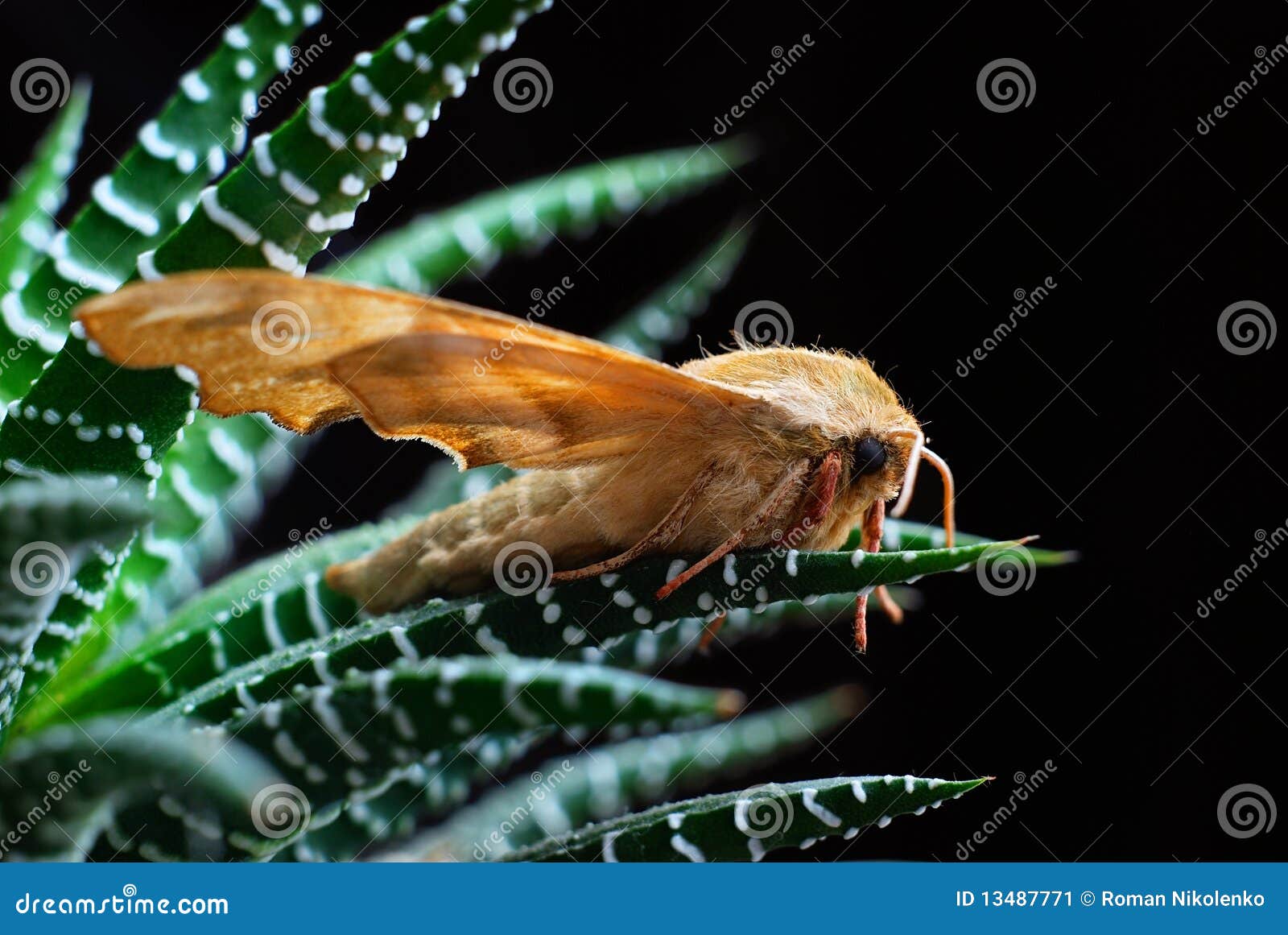 Marumba Quercus (Sphingidae) Stock Image - Image of alive, entomology ...