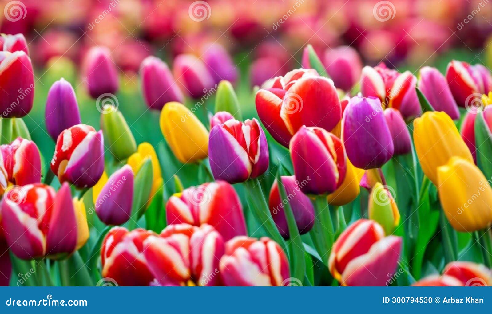 Diverse Tulip Rows: a Picturesque Kaleidoscope of Colors. Flowers ...