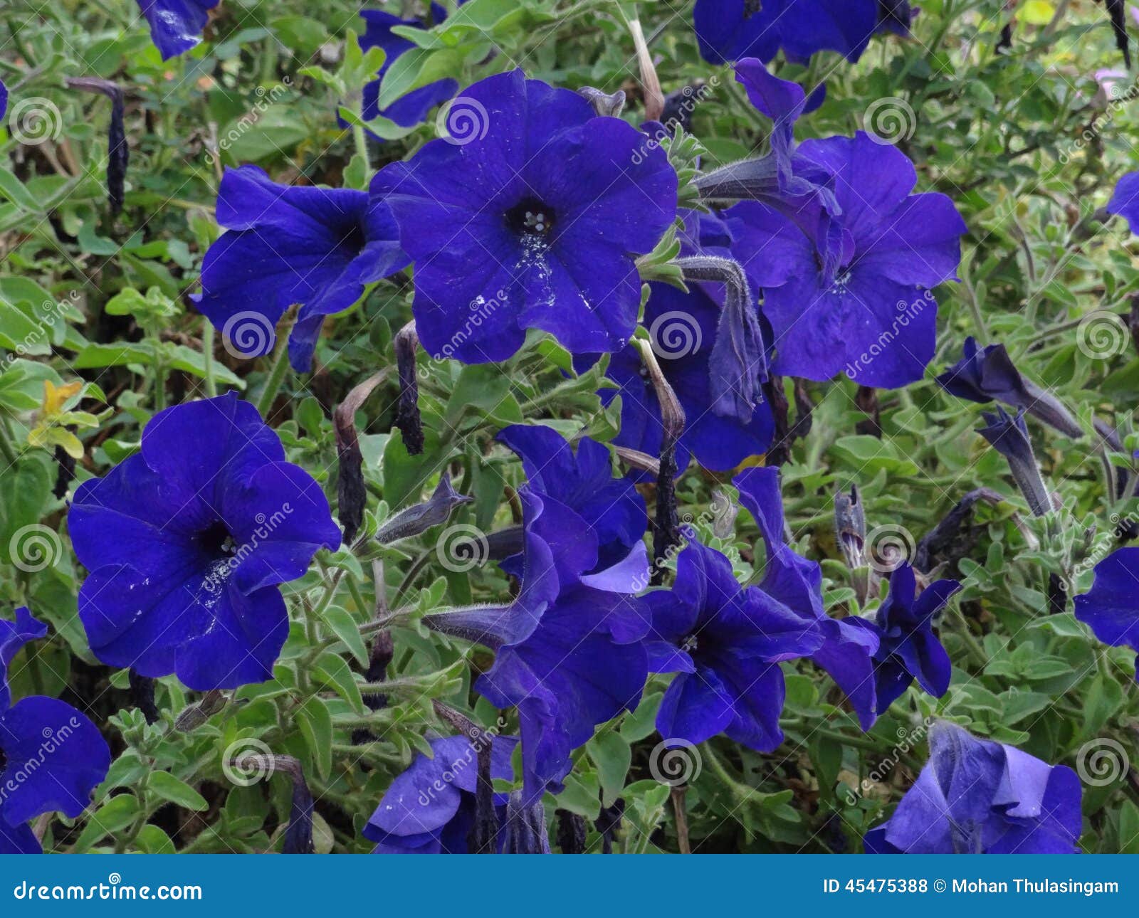 Marvel of Nature editorial stock photo. Image of nature - 45475388