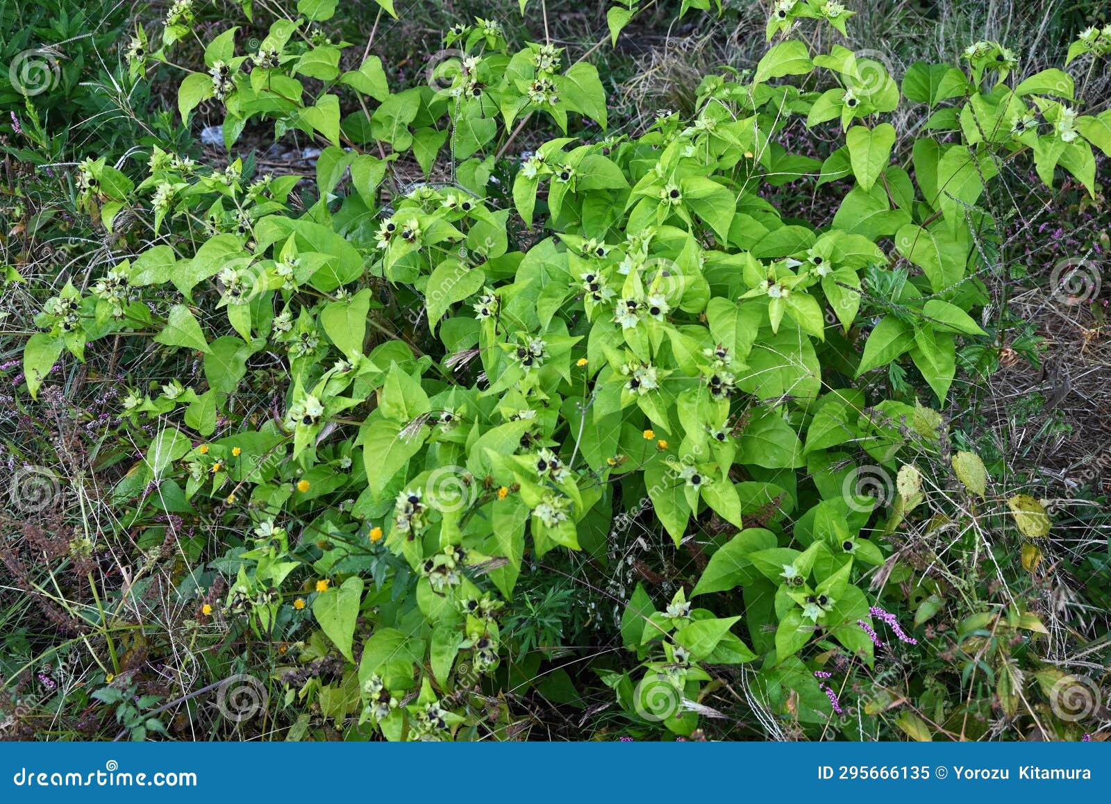 Marvel of Peru ( Mirabilis Jalapa ) Fruits. Stock Image - Image of ...