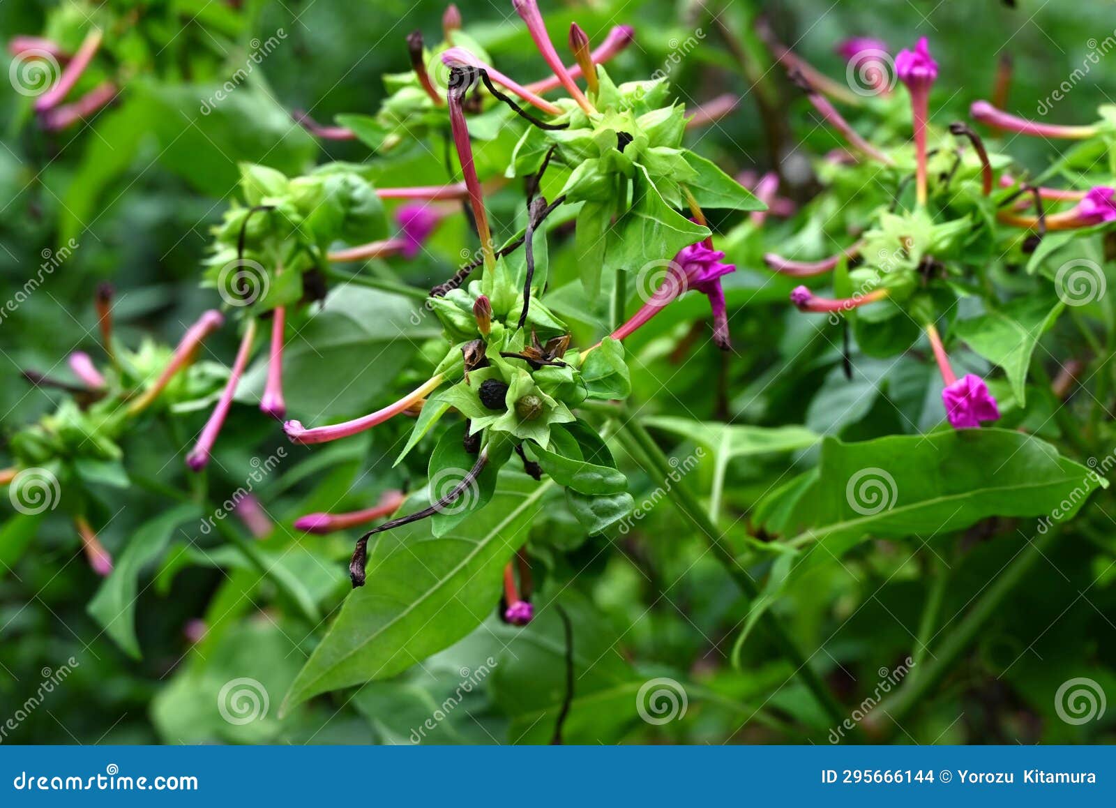 Marvel of Peru ( Mirabilis Jalapa ) Fruits. Stock Photo - Image of ...