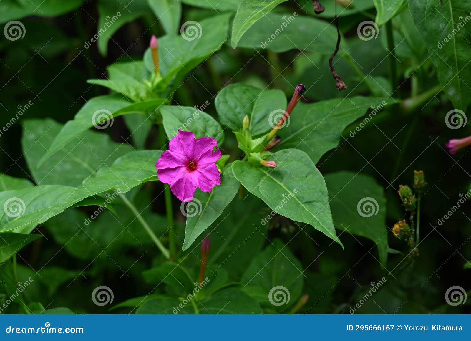 Marvel of Peru ( Mirabilis Jalapa ) Fruits. Stock Image - Image of ...