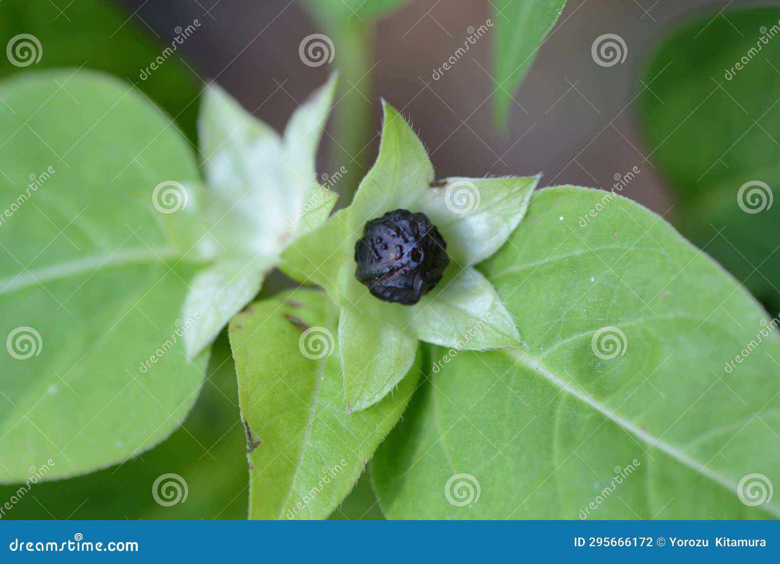 Marvel of Peru ( Mirabilis Jalapa ) Fruits. Stock Photo - Image of seed ...