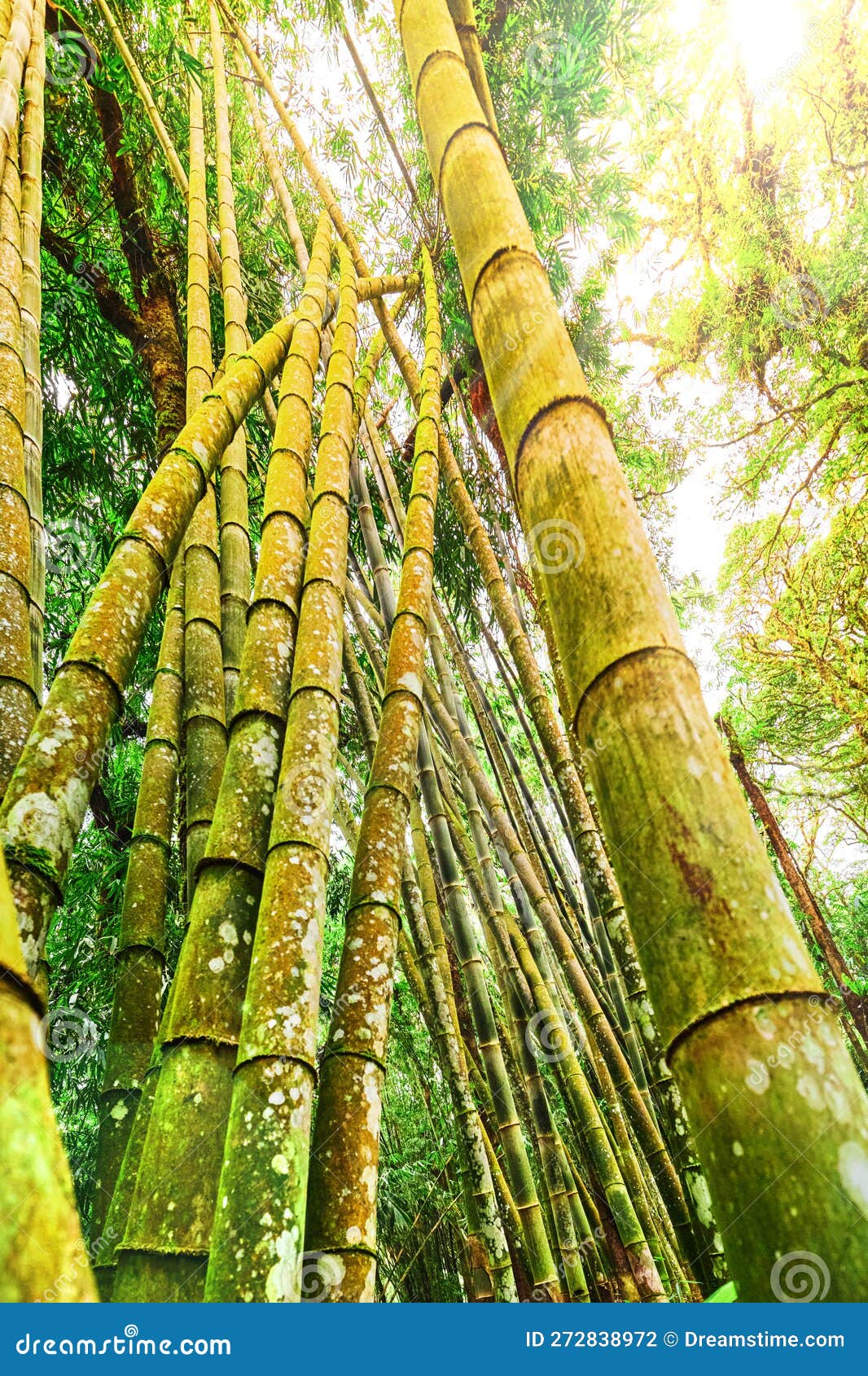 Marvelous Bamboo Forest, Close-up of Bamboo Trunks in Bright Light and ...