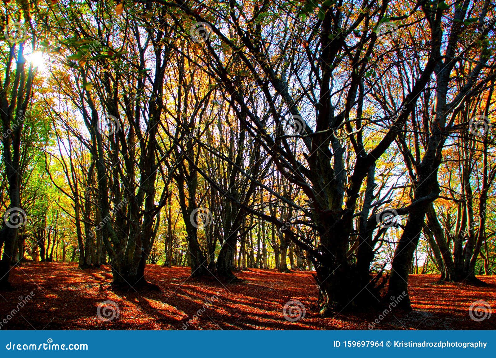 Marvelous Beech Trees with Multiple Trunks and Fancifully Curved ...