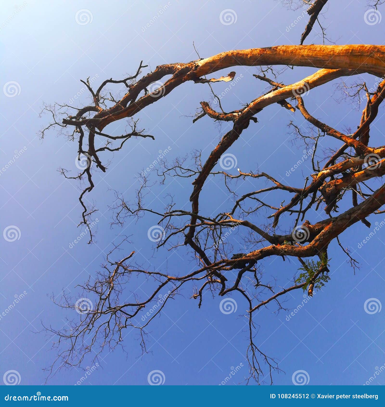 Perfect shot stock photo. Image of shot, awesome, perfect - 108245512