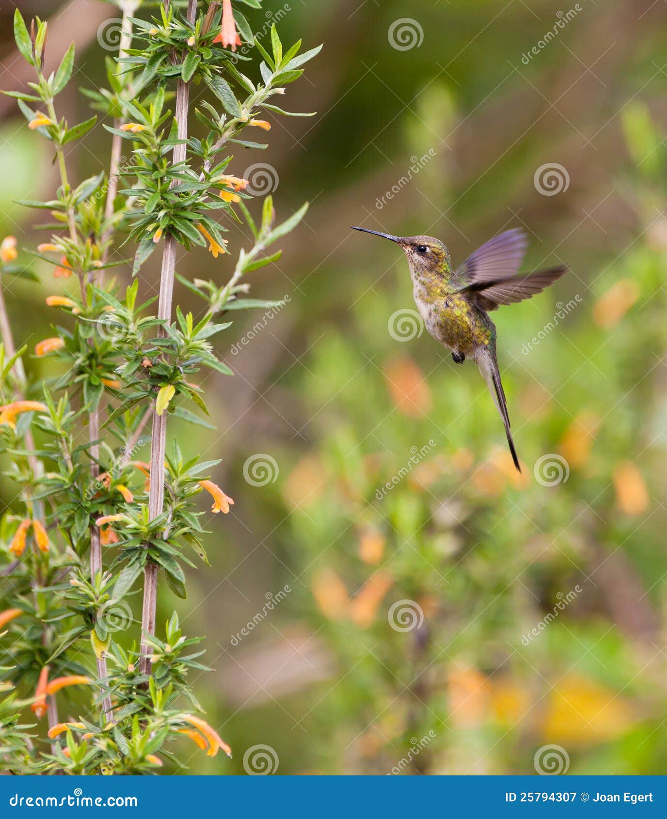 Marvelous Spatuletail in Flight Stock Image - Image of detailed, exotic ...