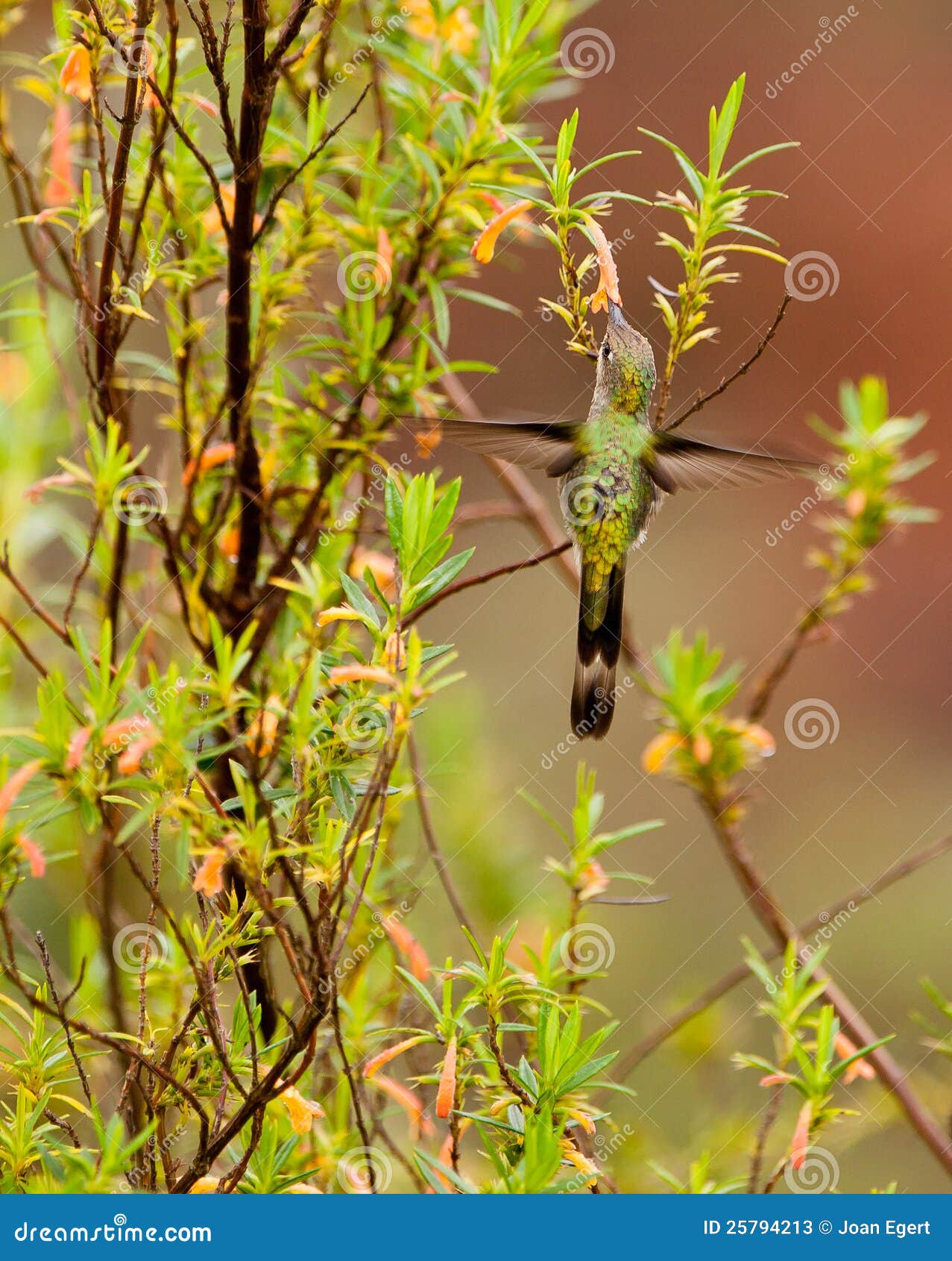 Marvelous Spatuletail Hummingbird Stock Image - Image of flower ...