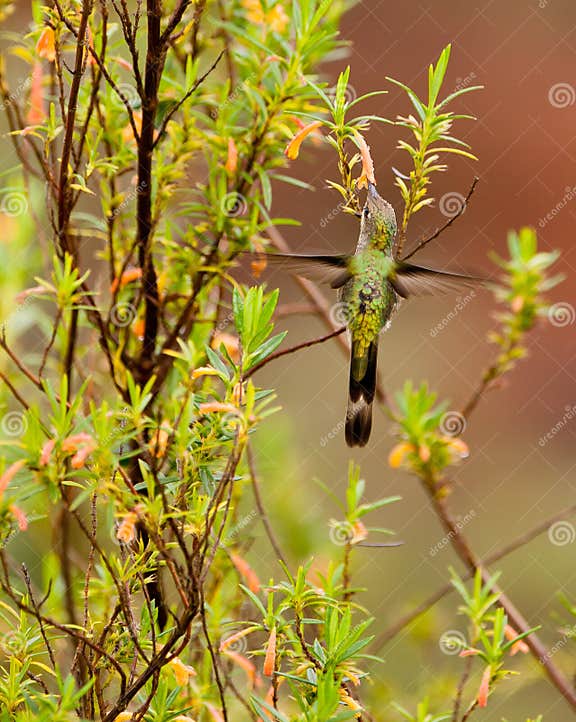 Marvelous Spatuletail Hummingbird Stock Image - Image of flower ...