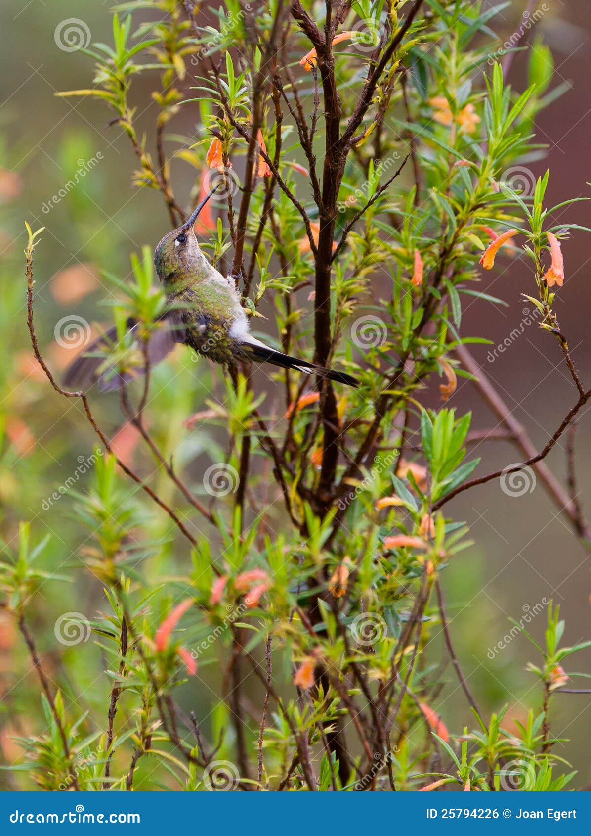 Marvelous Spatuletail Hummingbird Stock Photo - Image of creatures ...