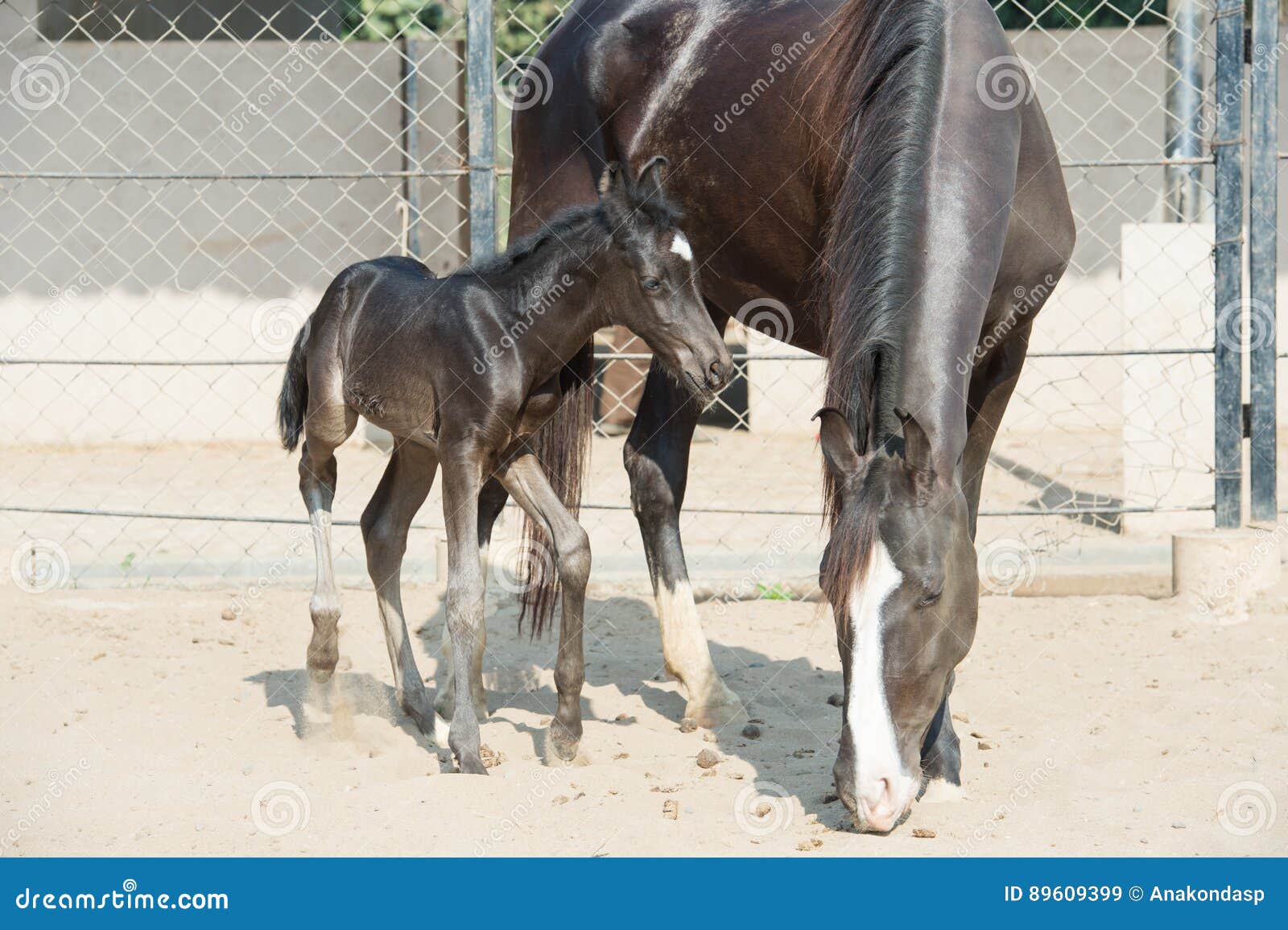 Marwari Black Colt with Mom in Paddock. India Stock Image - Image of ...