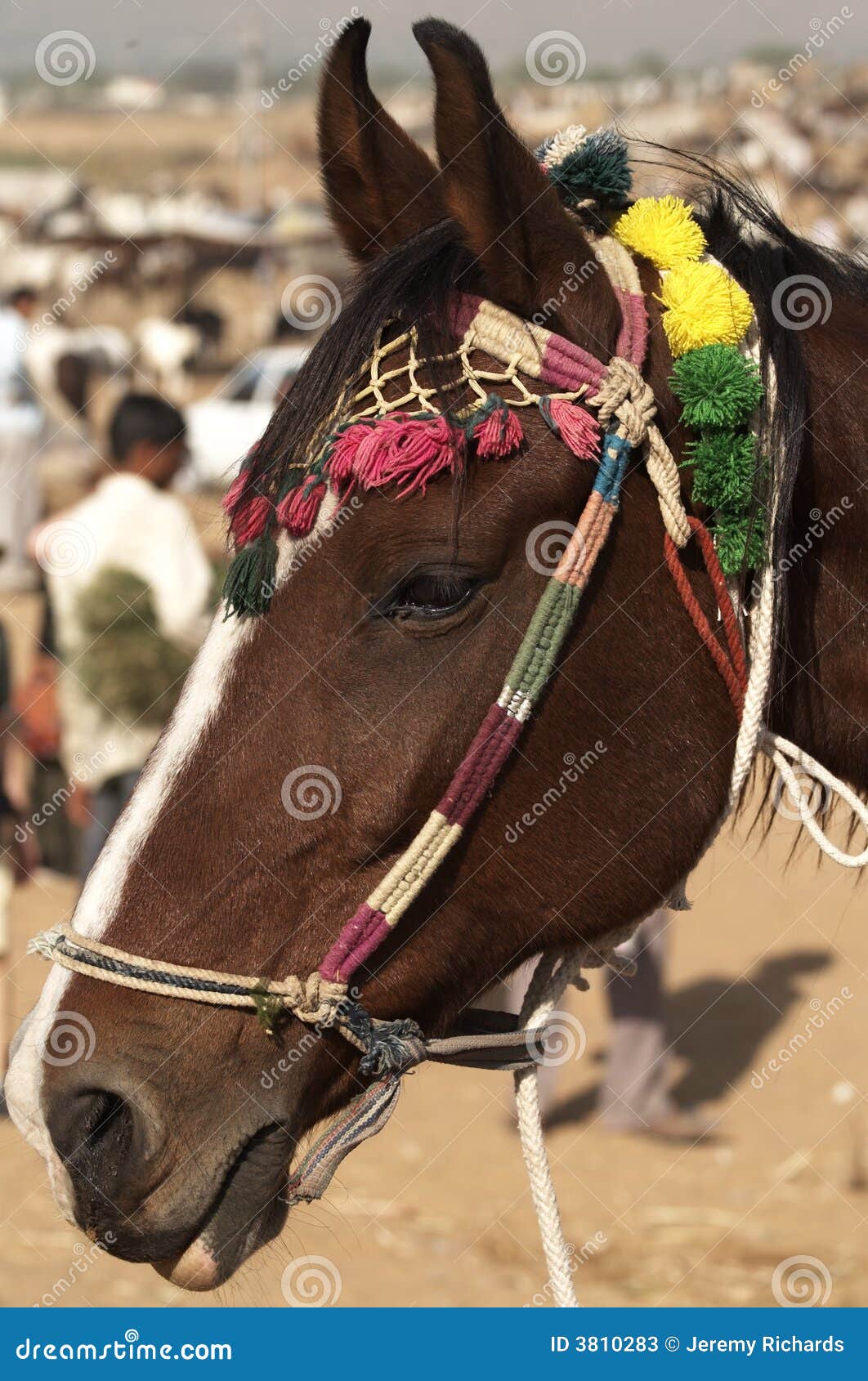 Marwari Horse stock image. Image of marwari, festival - 3810283