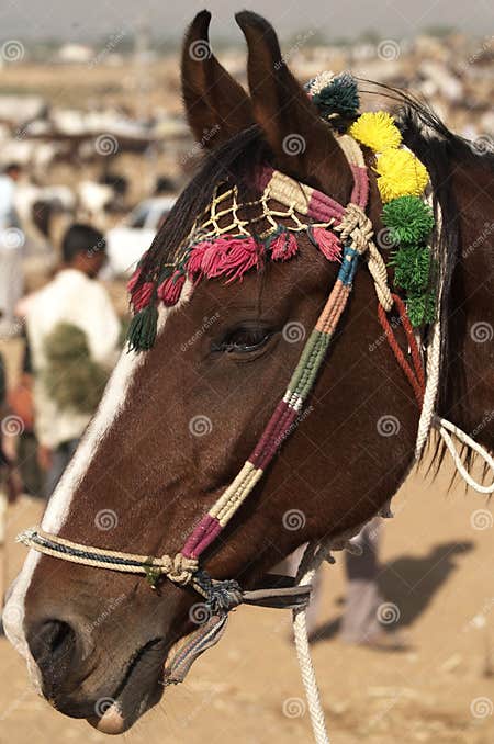 Marwari Horse stock image. Image of marwari, festival - 3810283