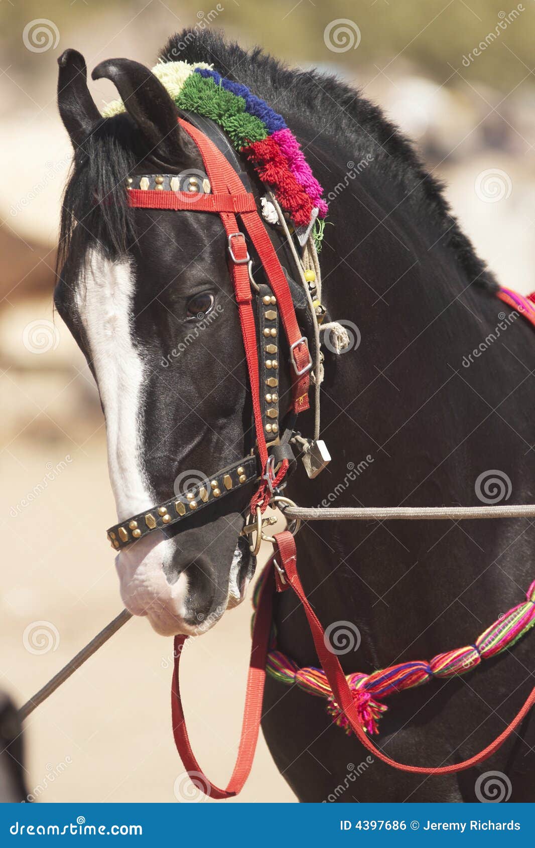 Marwari Horse stock photo. Image of curly, shoulders, bridle - 4397686