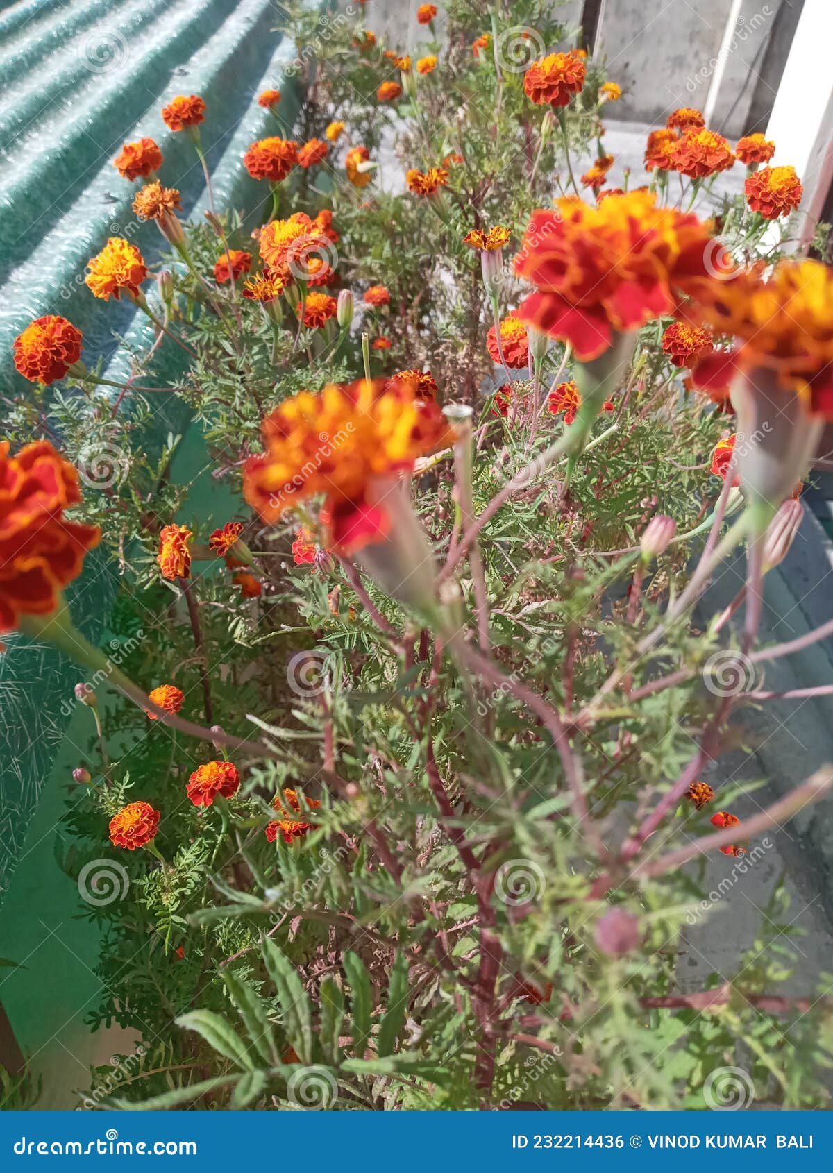 Mary gold flowers plant stock photo. Image of flower - 232214436