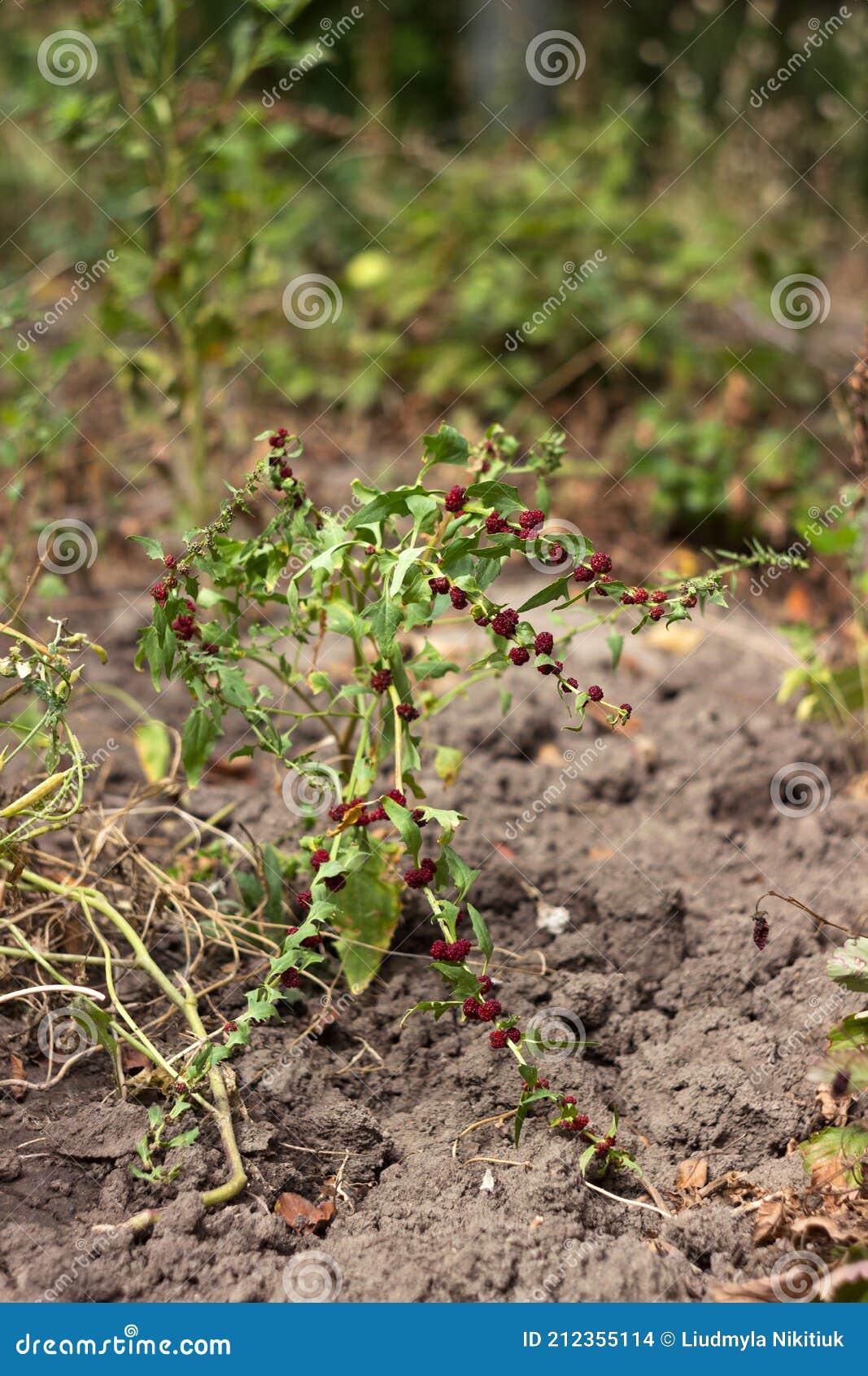 Mary Multifoliate, Zhminda, Strawberry Spinach Chenopodium Capitatum ...