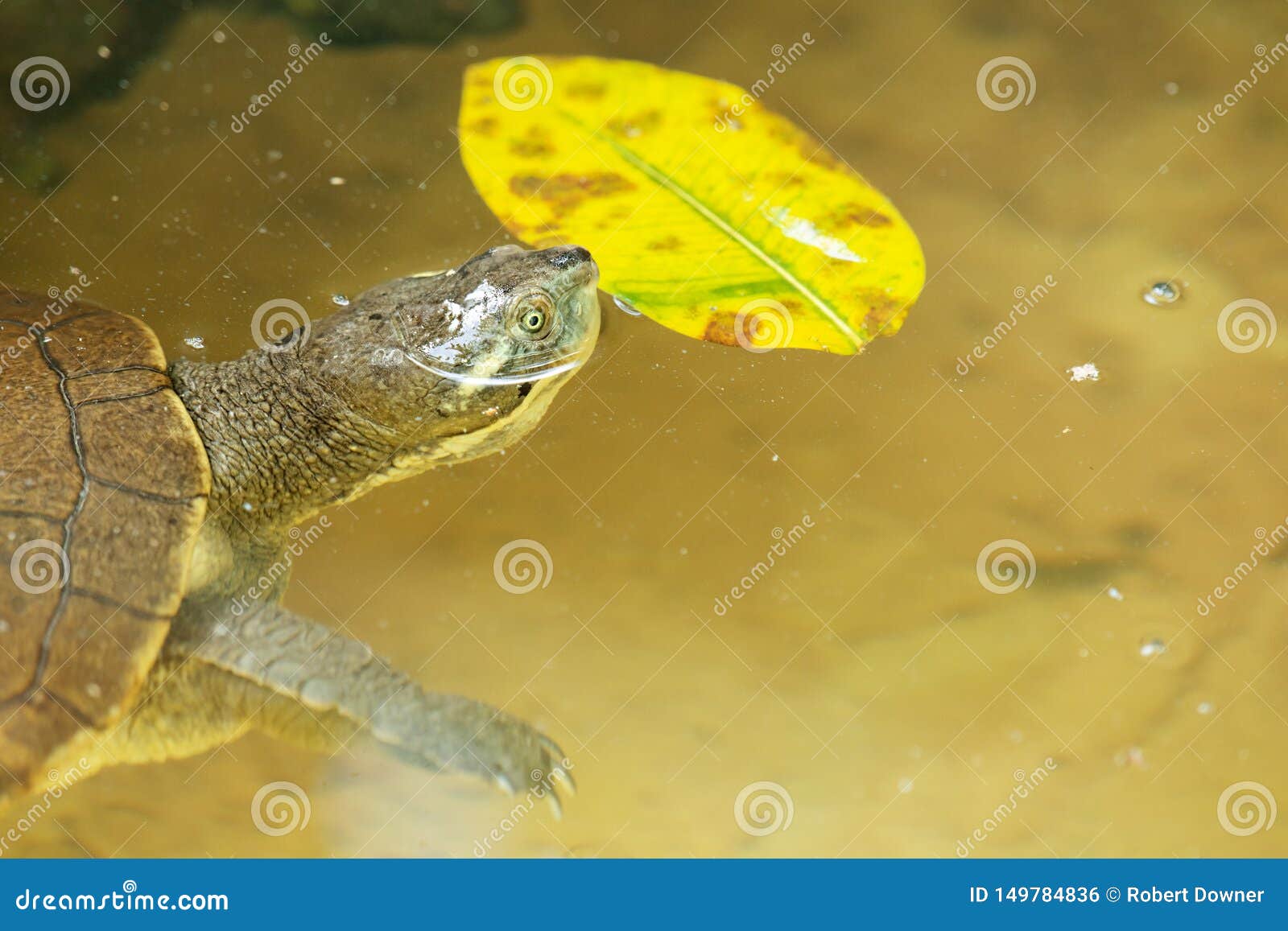 Mary River Turtle stock photo. Image of nature, reptilian - 149784836