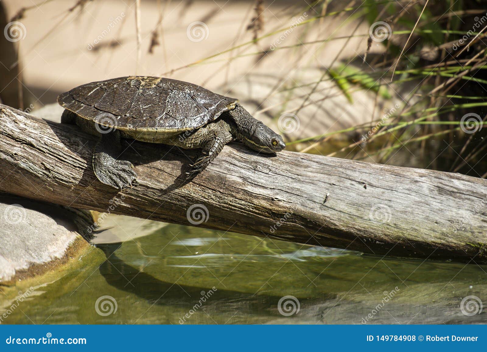 Mary River Turtle stock photo. Image of pond, nature - 149784908