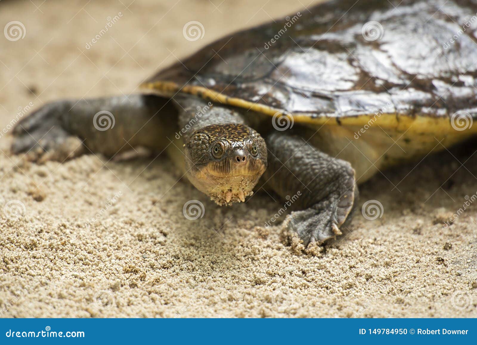 Mary River Turtle