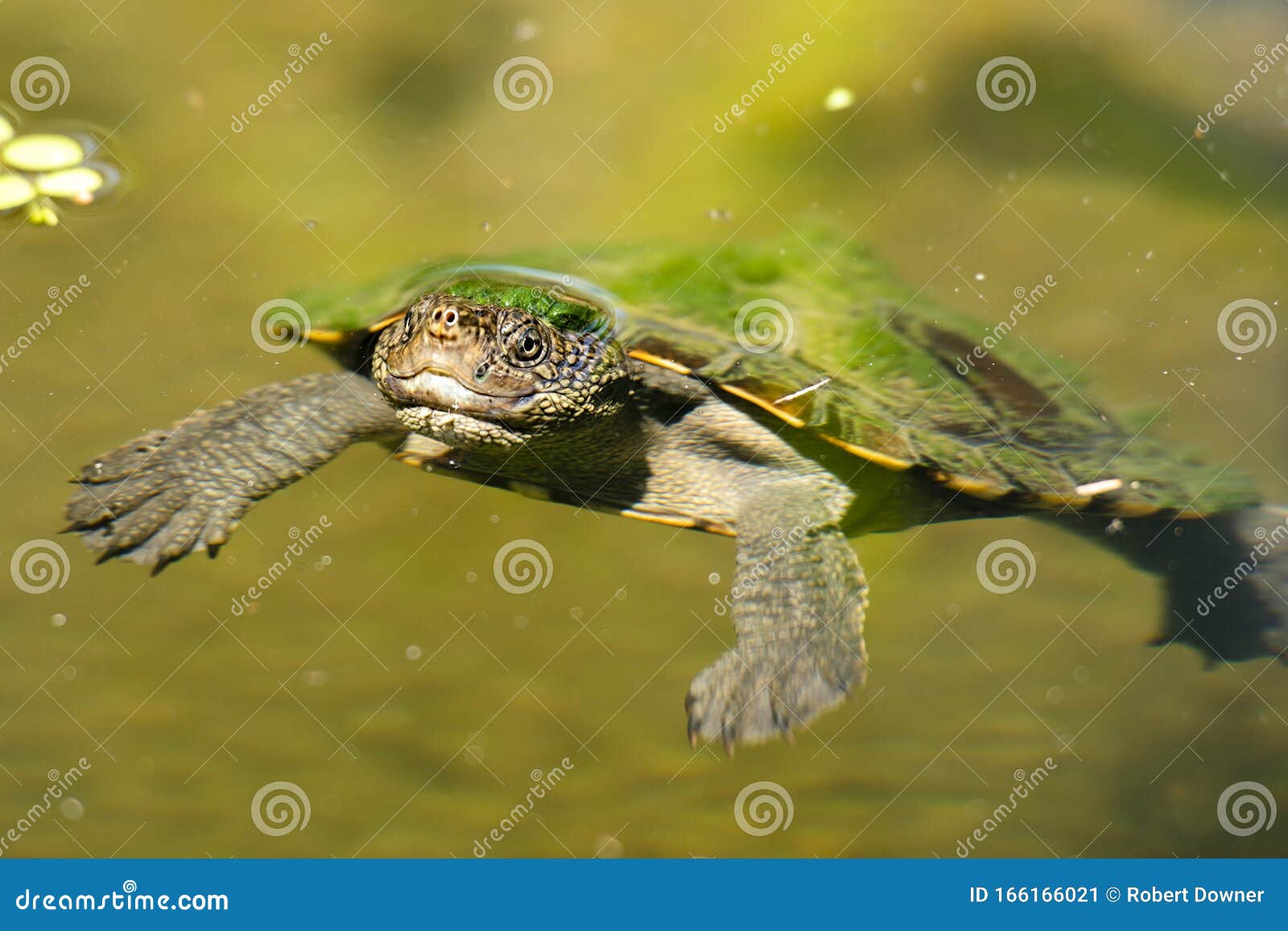 Mary River Turtle stock image. Image of mary, elusor - 166166021