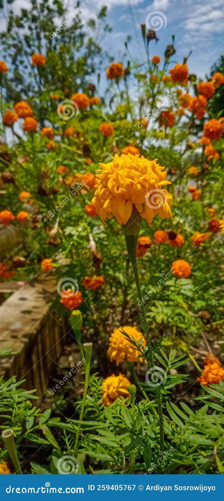 Marygold Flowers in Full Bloom when Sky is Blue. Stock Image - Image of ...