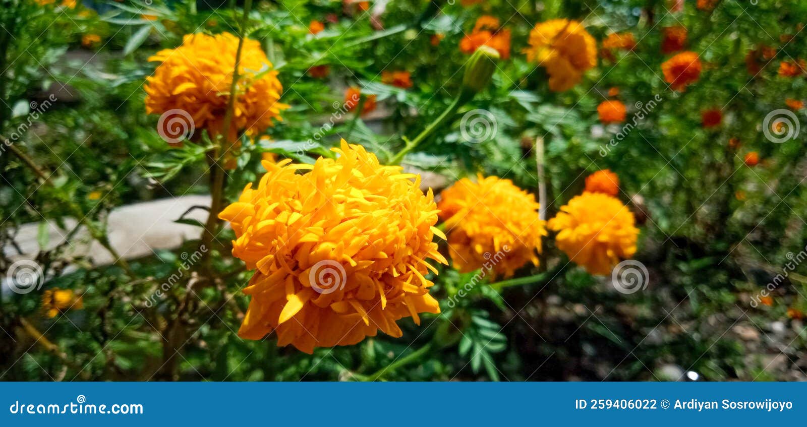 Marygold Flowers in Full Bloom when Sky is Blue. Stock Photo - Image of ...
