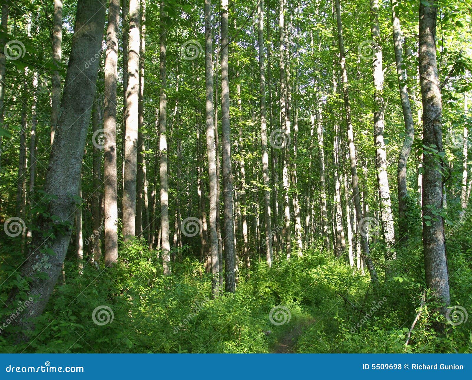 Maryland Forest and Trees stock photo. Image of scenic - 5509698