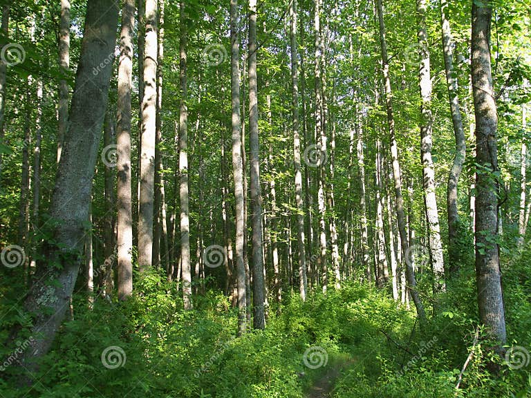 Maryland Forest and Trees stock photo. Image of scenic - 5509698
