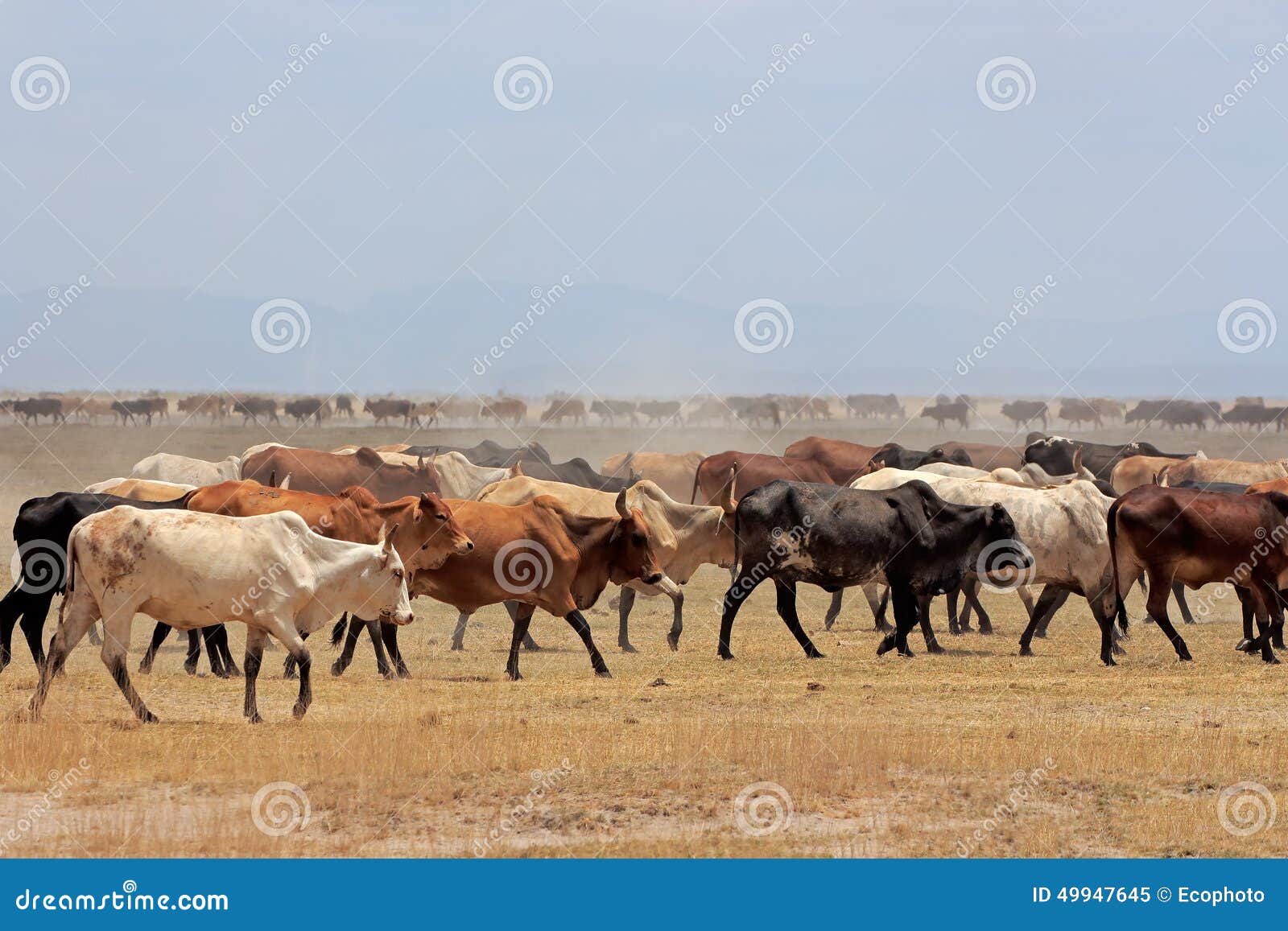 Masai cattle stock image. Image of domestic, cows, horned - 49947645