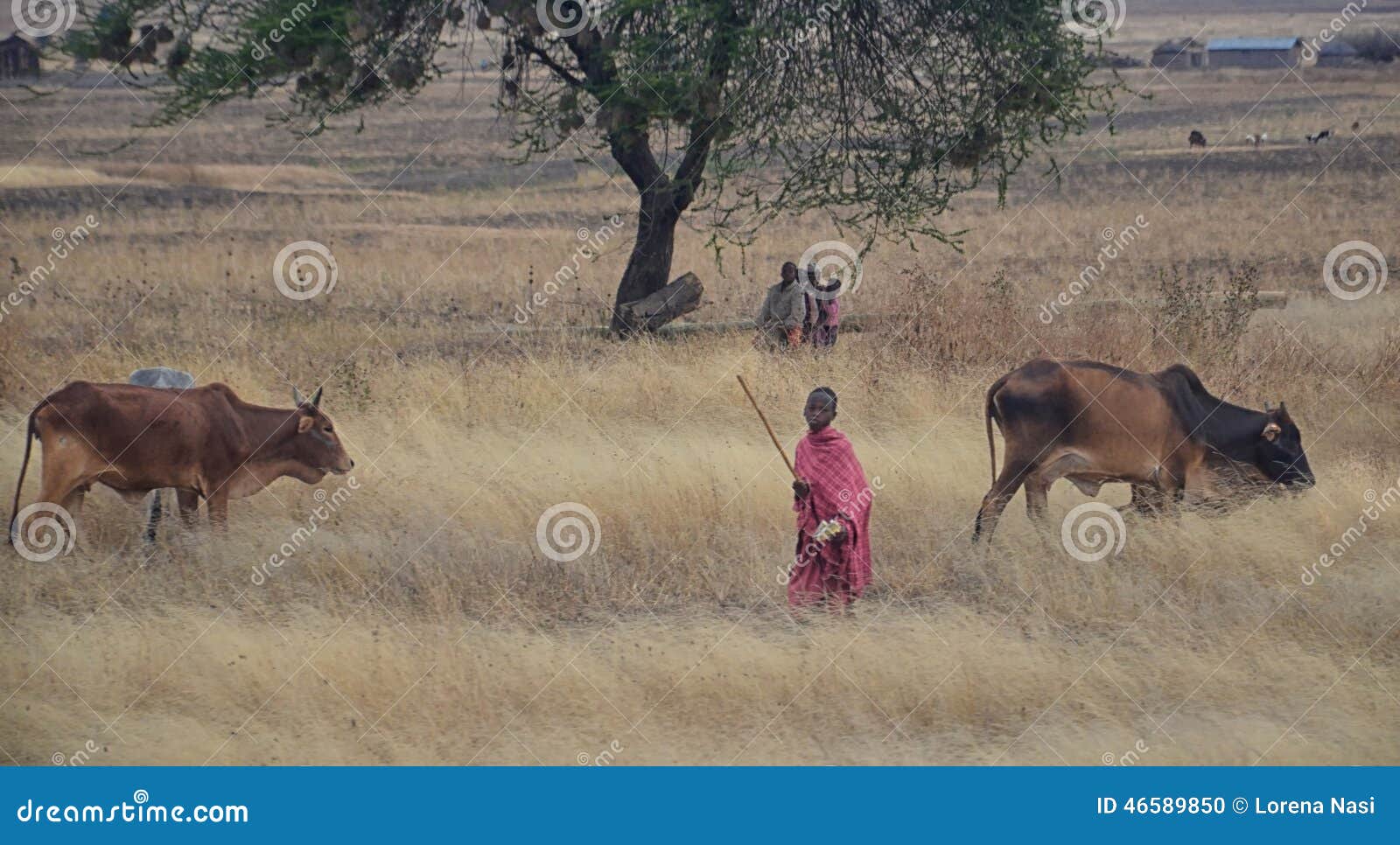 Masai children with cattle editorial image. Image of person - 46589850