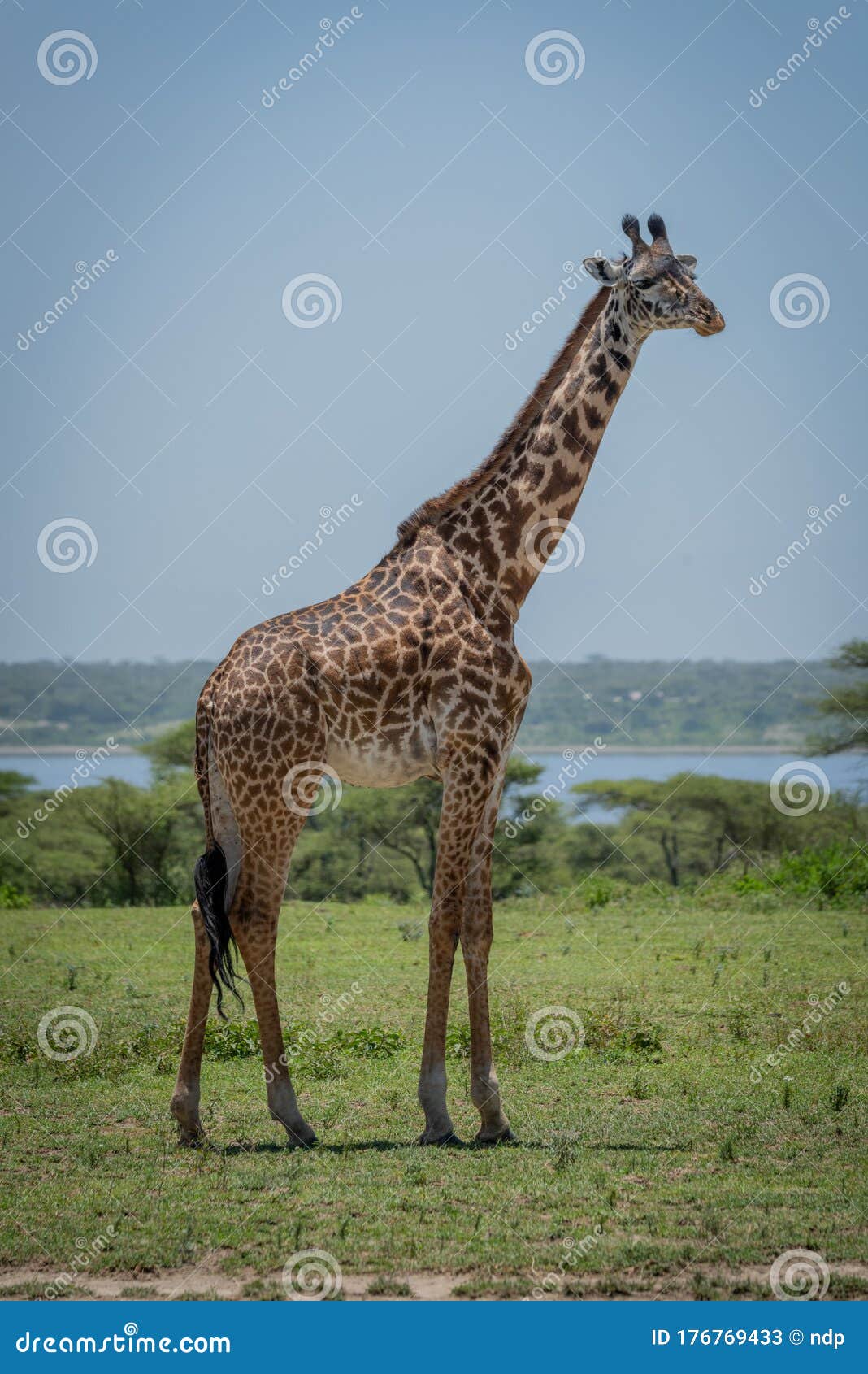 Masai Giraffe De Pie Con El Lago De Fondo Imagen de archivo - Imagen de ...