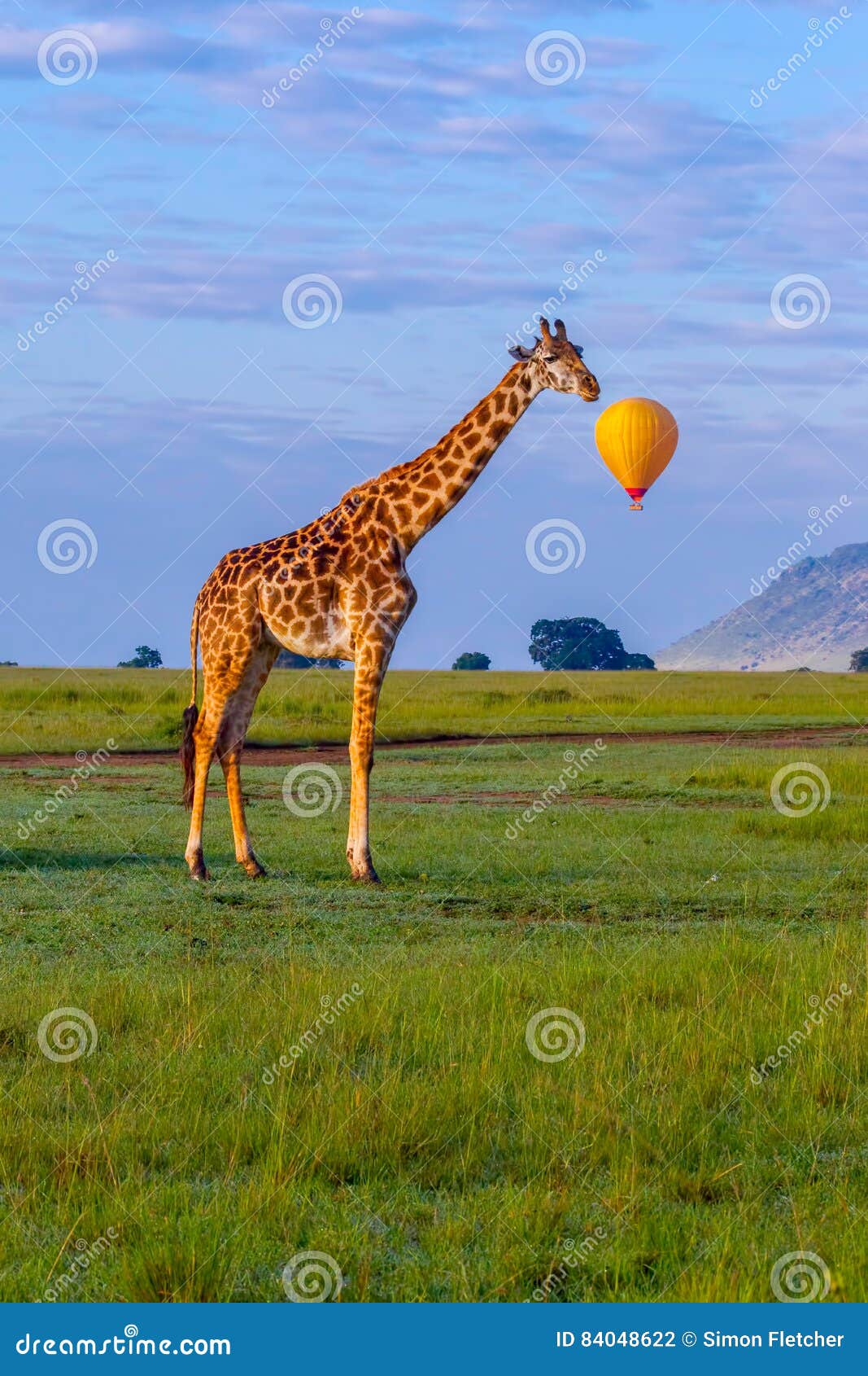 Masai Giraffe with Speech Bubble Stock Photo - Image of giraffa, huge ...