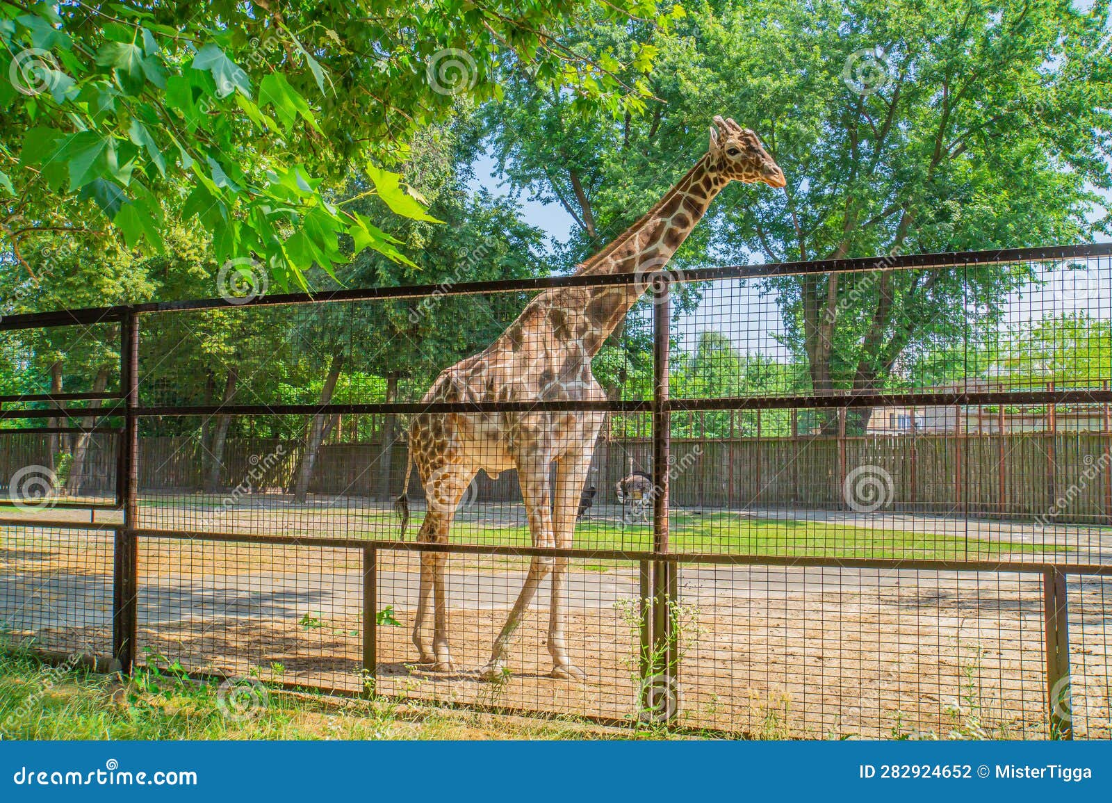 Masai Giraffe Stands by Bushes in Sunshine Stock Photo - Image of tall ...