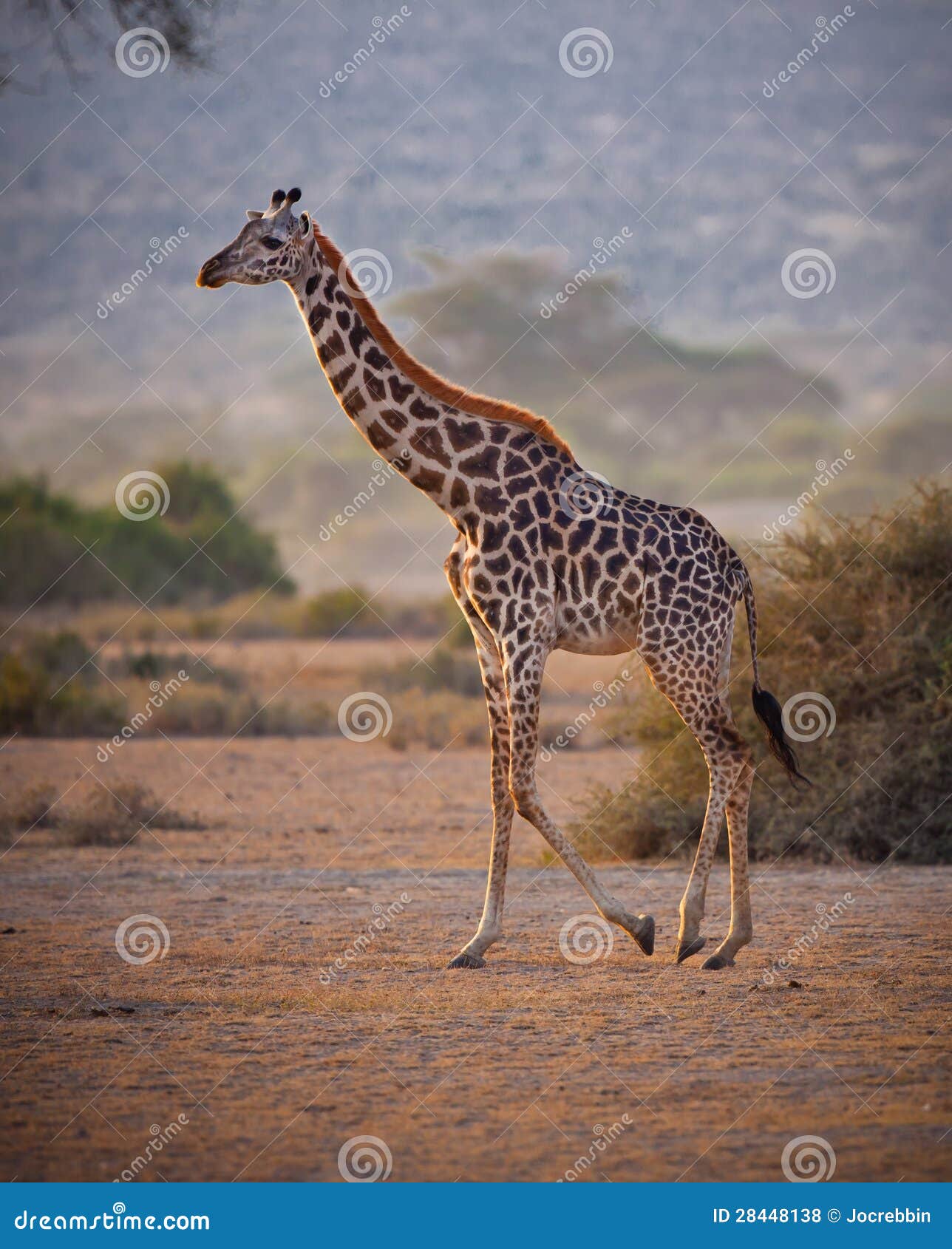 Masai Giraffe in Tanzania stock photo. Image of strong - 28448138