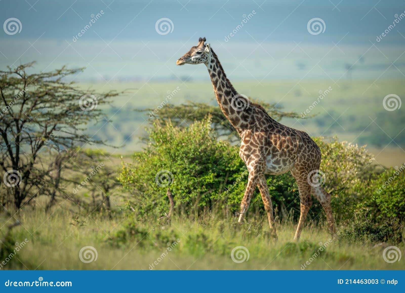 Giraffe Walks Away Sticking Out His Tongue Stock Image | CartoonDealer ...