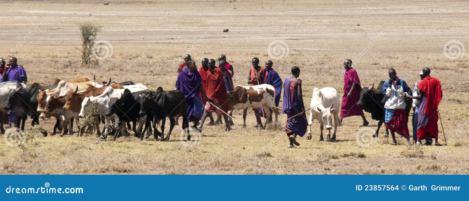 Masai herding cattle editorial stock image. Image of nomads - 23857564