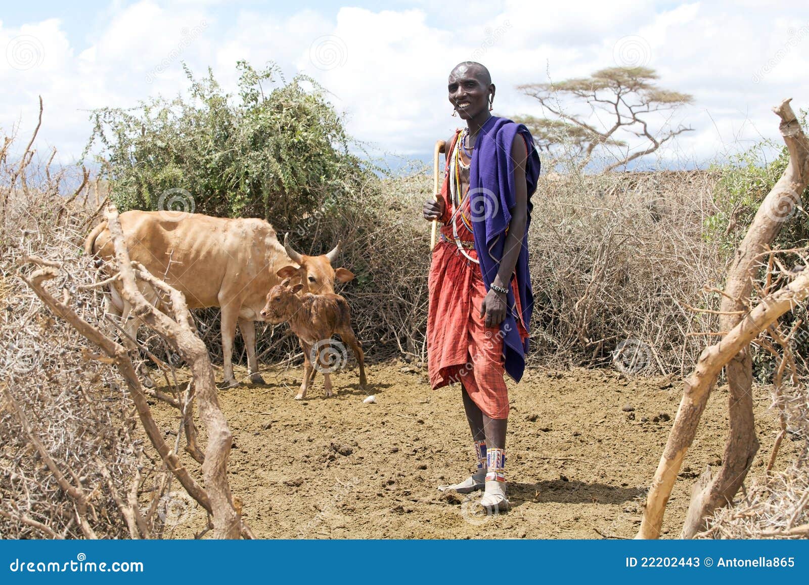 Masai man and cattle editorial stock photo. Image of necklace - 22202443