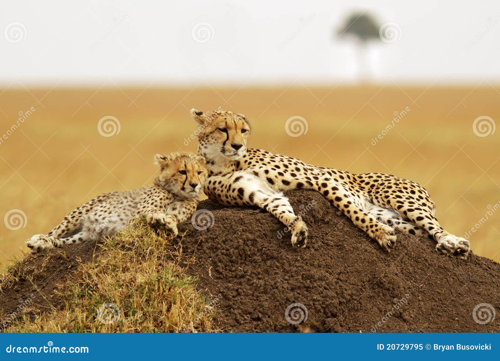 Masai Mara Cheetahs stock image. Image of hunter, maasai - 20729795
