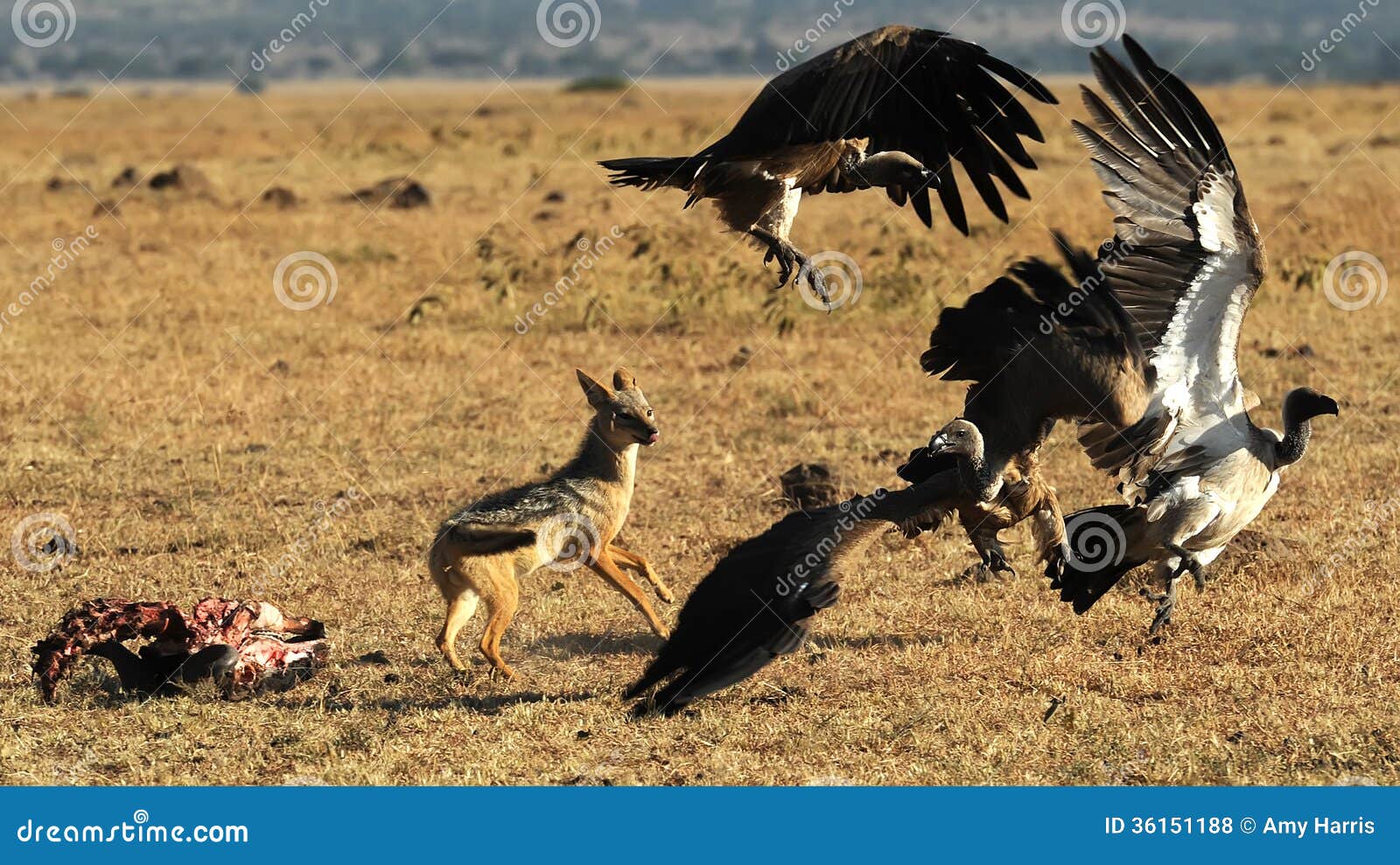 Masai Mara Jackals E Avvoltoi Fotografia Stock - Immagine di erba, sciacallo: 36151188