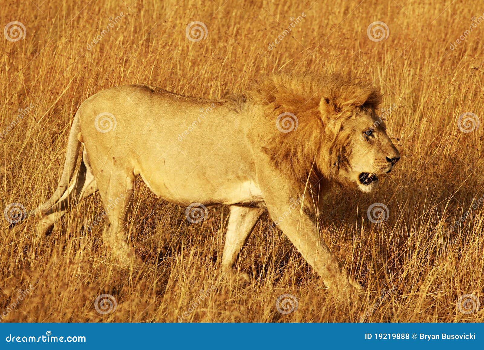 Masai Mara Lion stock photo. Image of maasai, africa - 19219888