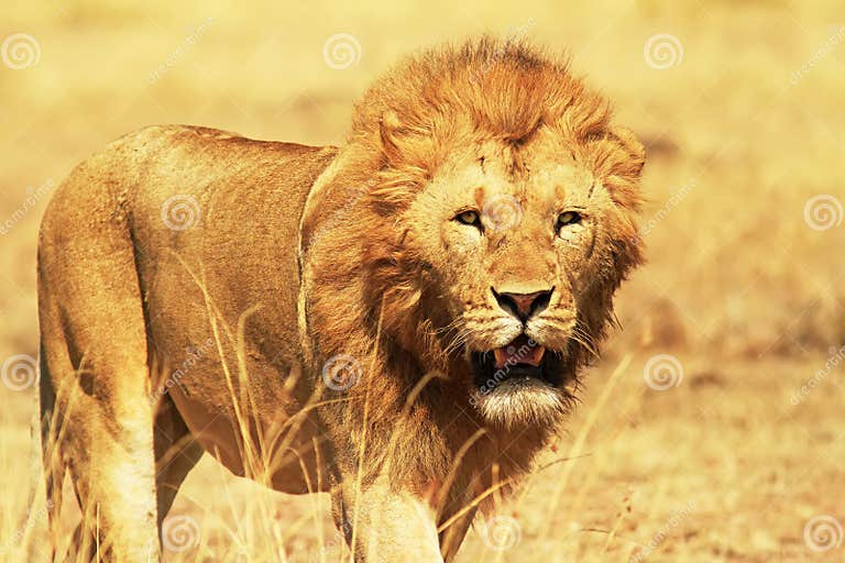 Masai Mara Lion stock photo. Image of savanna, carnivore - 22178298