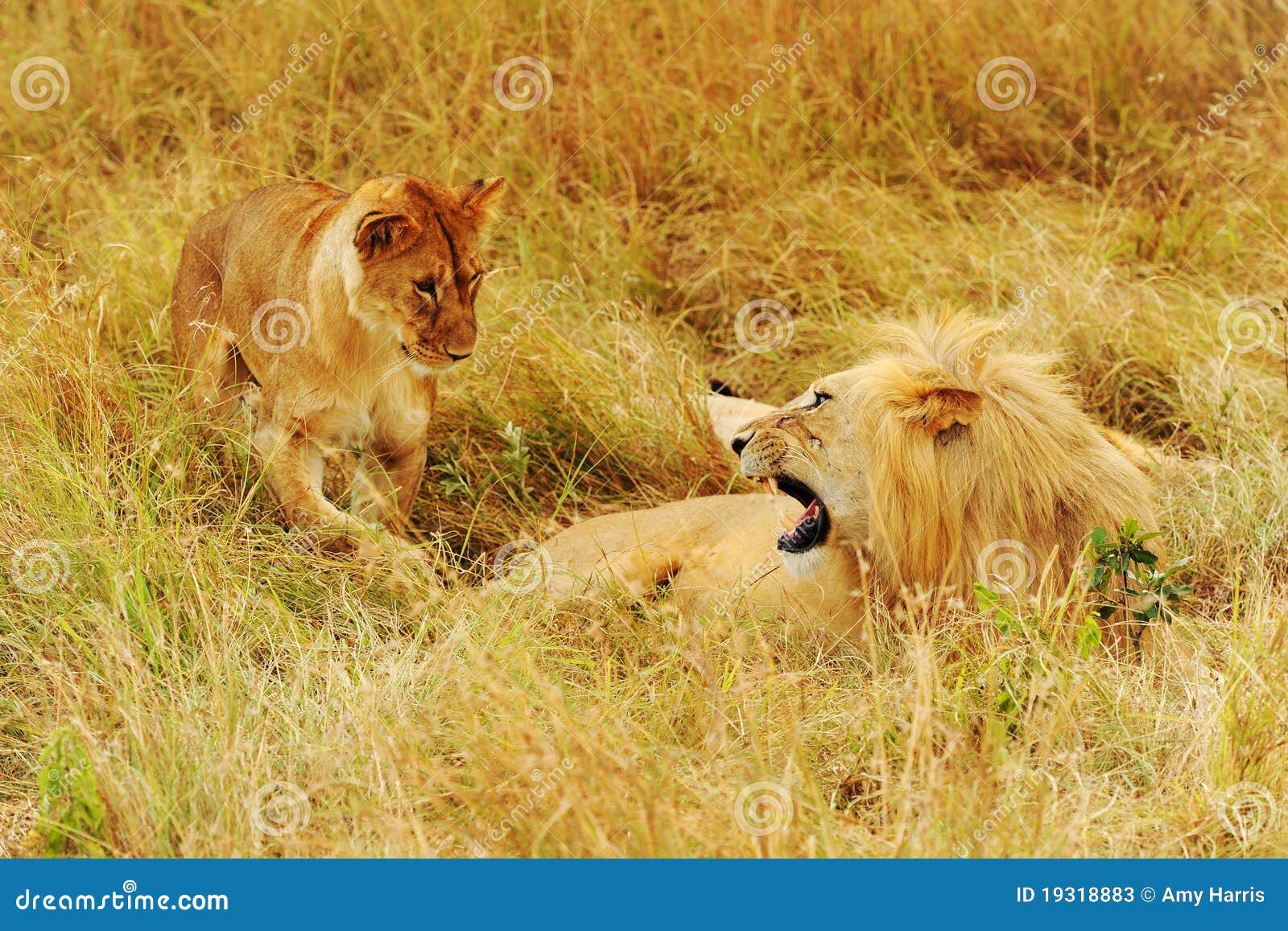 Masai Mara Lions stock image. Image of natural, outdoor - 19318883