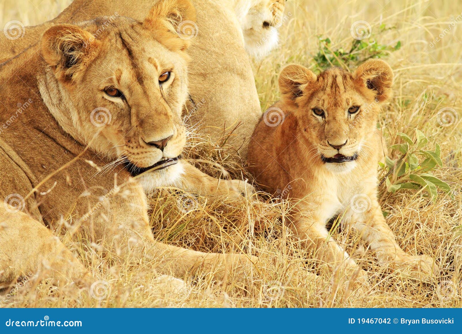 Masai Mara Lions stock photo. Image of animal, environment - 19467042