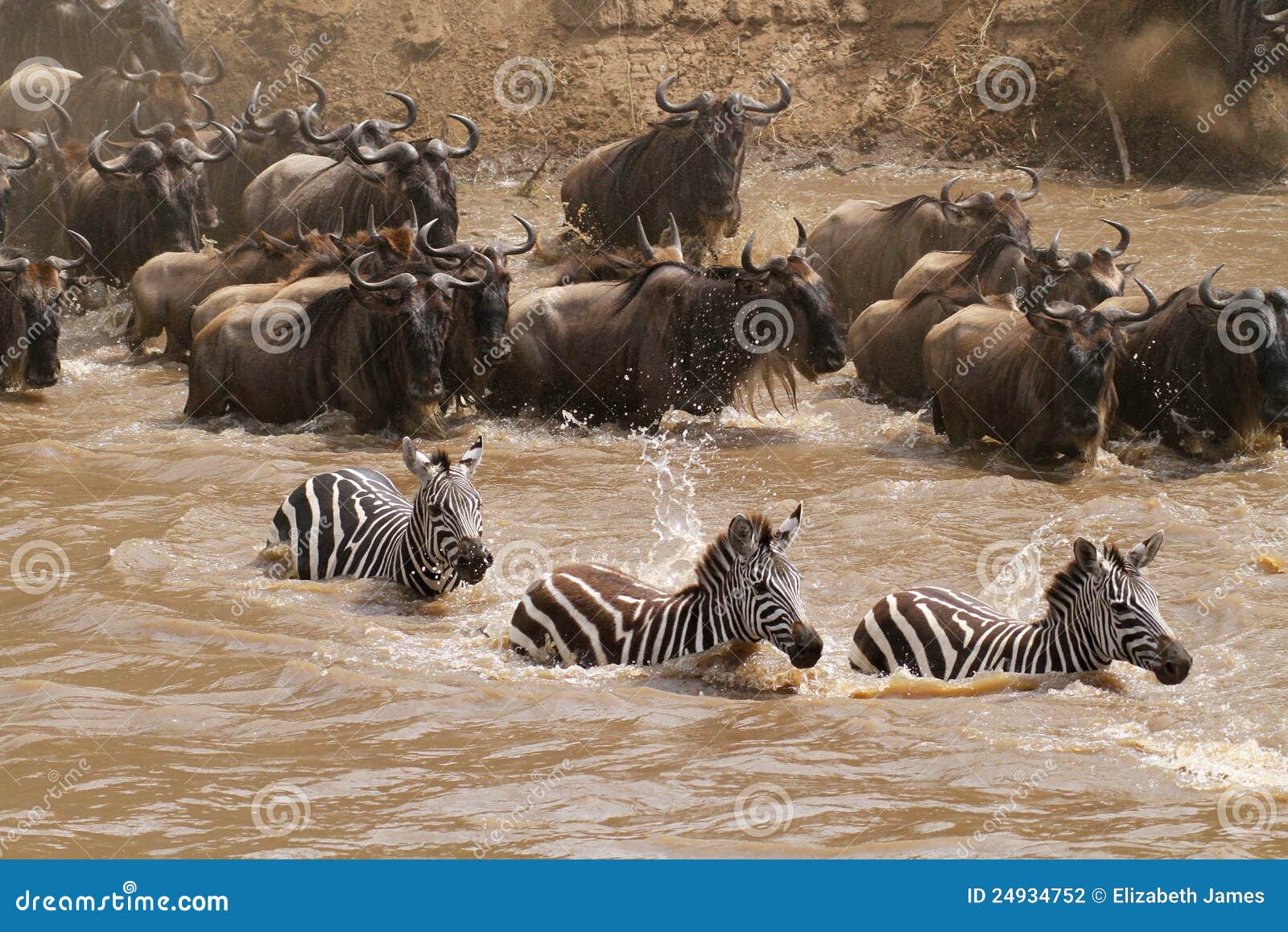 Masai Mara river crossing stock photo. Image of desert - 24934752