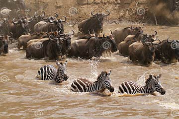 Masai Mara river crossing stock photo. Image of desert - 24934752