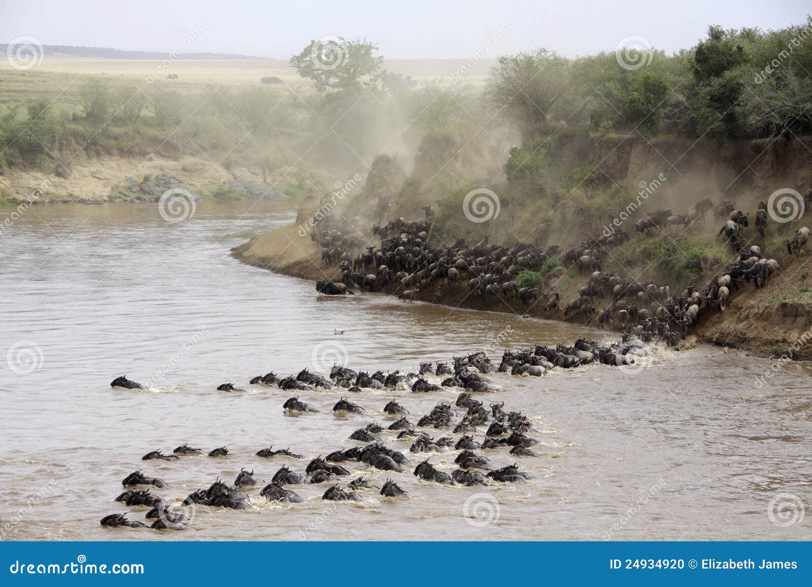 Masai Mara river crossing stock photo. Image of danger - 24934920