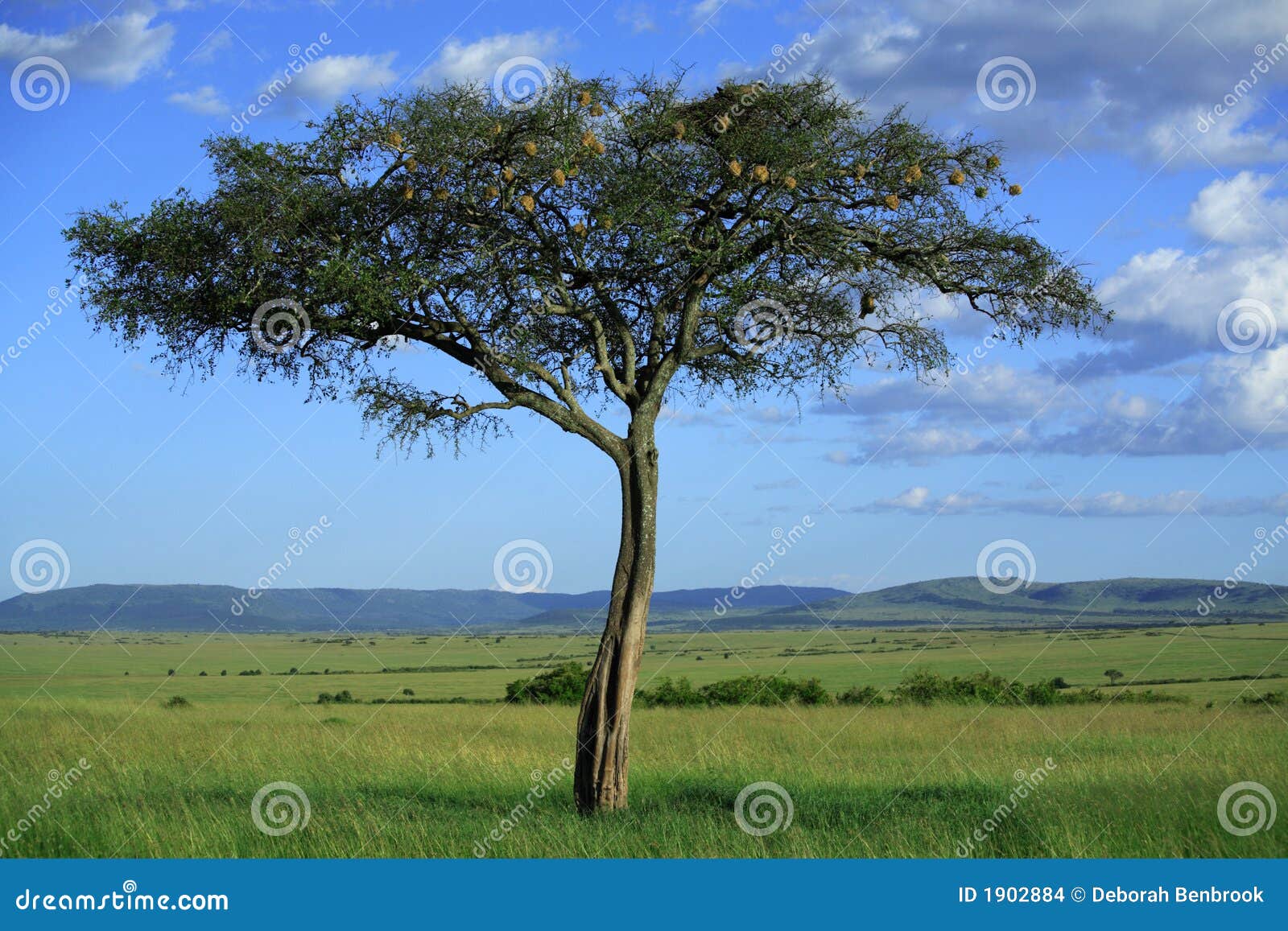 Masai Mara tree stock photo. Image of hills, grass, blue - 1902884