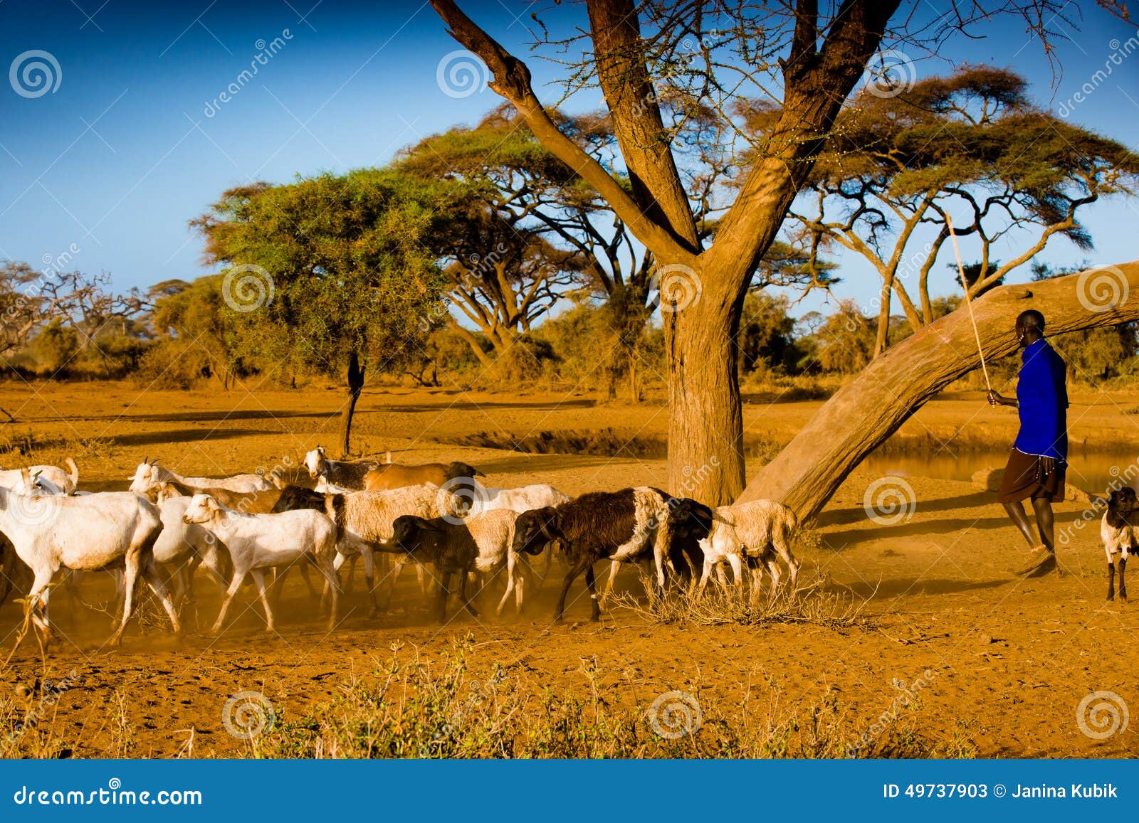 Masai shepherd editorial stock photo. Image of serengeti - 49737903